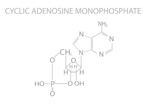 Adenosine Dose Guidelines and Indications